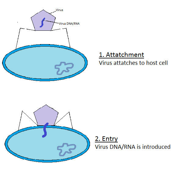 Viruses :: lcbiology