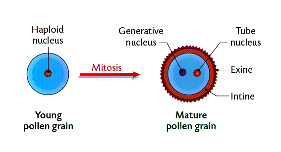 Sexual Reproduction in Flowering Plants :: lcbiology