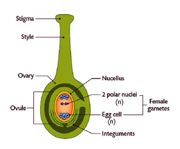 Sexual Reproduction in Flowering Plants :: lcbiology
